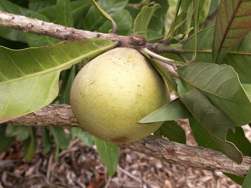 Frutas cultivadas en Venezuela | Página 5